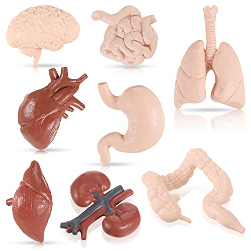 8 Pcs Human Body Model for Kids Human Organ Model Anatomy and ...