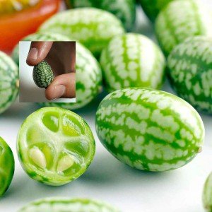 Cucamelon Seeds, Mouse Melon Seeds- Unusual, Tasty Snack:): Amazon.co ...