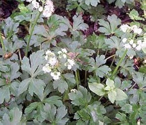 Sanicle Herb, Cut&Sifted - Wildcrafted - Sanicula europaea (454g = One ...