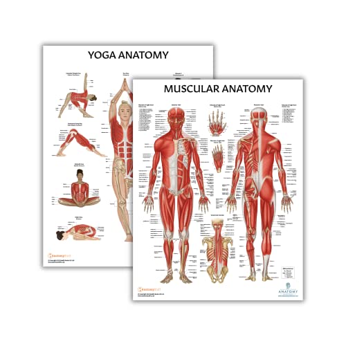 Anatomy Lab 2 PACK Muscular, Yoga Anatomy Poster Set, LAMINATED ...