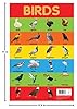 Birds Chart - Early Learning Educational Chart For Kids: Perfect For ...