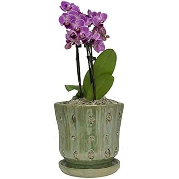 Amazon.com : Better-way Rectangular Ceramic Orchid Plant Pot French ...