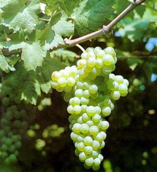Grapevine Perlette: Amazon.co.uk: Garden & Outdoors