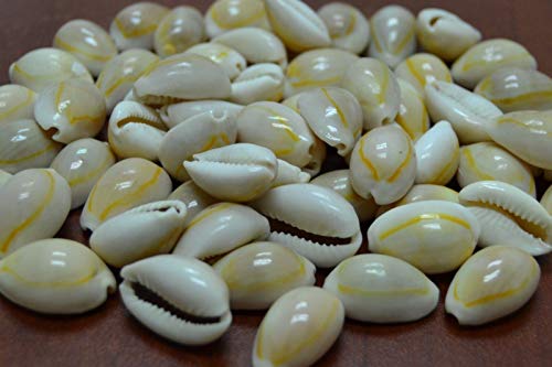Golden Cowrie Shell for sale | Only 4 left at -75%