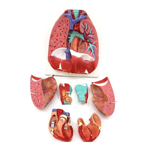 Mua jklymm Anatomical Lung Model Human Lung Anatomy Model for Study ...
