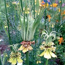Just Seed - Flower - Nigella orientalis - Transformer - 100 Seeds ...