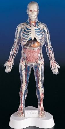 Amazon.com: The Visible Man Model Kit: Industrial & Scientific