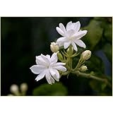 Amazon.com : Jasmine Sambac "Mysore Mulli " Rare Plant : Thai ...