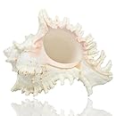 Amazon.com: Large Natural Sea Shells, Murex Ramosus shells, Huge Ocean ...