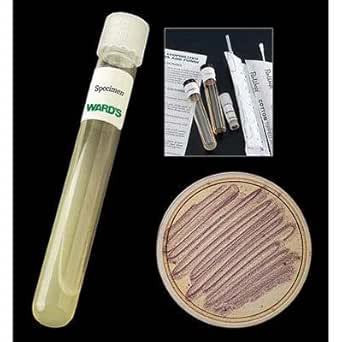 470176-374 - K. rosea: Freeze Dried with Media Pack - Kocuria rosea ...