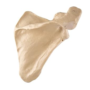 3B Scientific 1018517 Orthobones Scapula Bone Model: Amazon.com ...