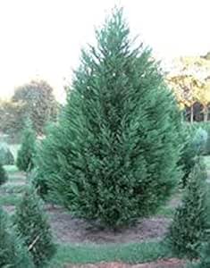 Amazon.com: Murray Cypress, FIVE plants, upright evergreen plant ...