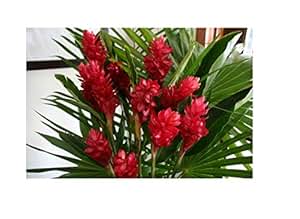Amazon.com : Hawaiian RED (Awapuhi`Ula`Ula) Ginger Plant Root---Comes ...