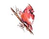 Amazon.com: Cardinal Watercolor Art Print by Nancy Knight, Watercolor ...