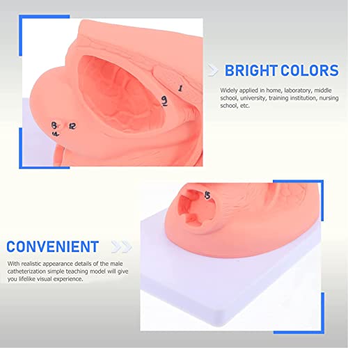 HSRG Catheterization Model, Female Internal And External ...