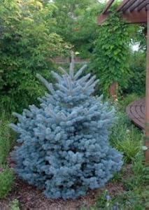 Amazon.com : Montgomery Dwarf Colorado Blue Spruce - Grows Only 4 feet ...