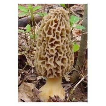 Amazon.com: Morel mushroom grow kit grow morel mushrooms at home and ...