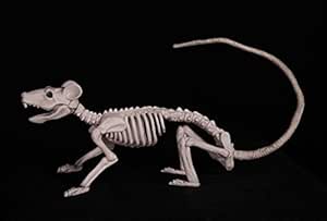 boo! Esqueleto Rata Huesos para Halloween decoración Escena Setter ...