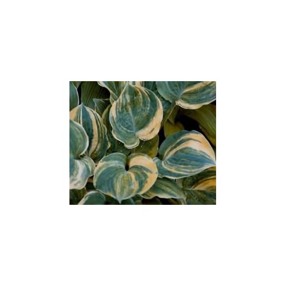 -Bulk- HOSTA "Sum & Substance" Shade Lover 250+Perennial Seeds ...