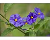Blue potato bush - How to grow & care