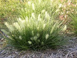 Amazon.com : Grass - Little Bunny Fountain Grass Perennial : Grass ...