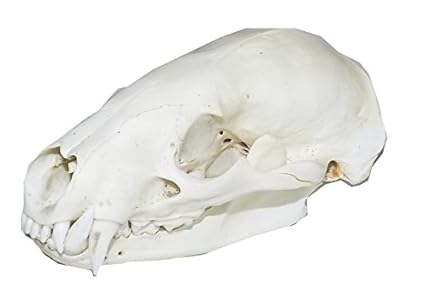 Real Badger Skull (Cleaned and Assembled Adult American Badger Skull ...
