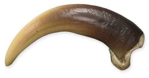 Grizzly Bear Claw, Large (11.5cm) (Museum Quality Replica): Animal ...