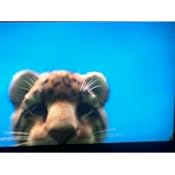 Amazon.com: Kinectimals: Video Games