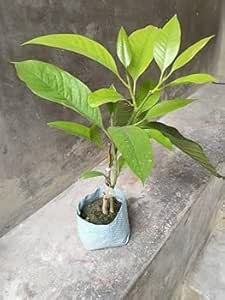 Live Orange Michelia Hirwa Chafa flowering Plant Son Champa Plant ...
