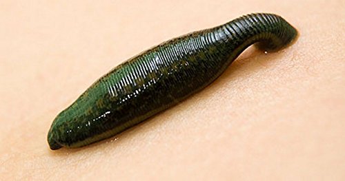 Buy 1 LIVE Leech type "Hirudo Medicinalis" - Bloodletting Medicinal ...