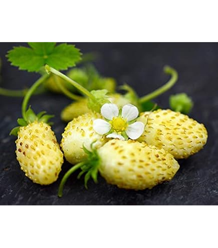 Yellow Strawberries Seeds