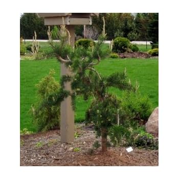 Amazon.com : Uncle Fogy Jack Pine 1 - Year Graft : Garden & Outdoor