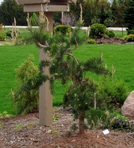 Amazon.com : Uncle Fogy Jack Pine 1 - Year Graft : Garden & Outdoor