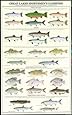 Amazon.com: Great Lakes Game Fish Poster. Identification Chart ...