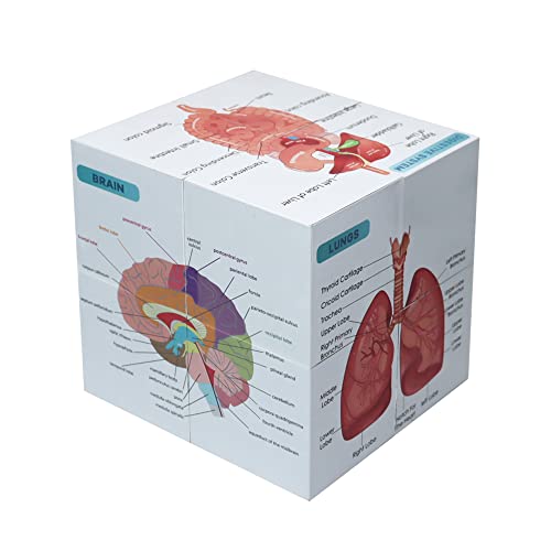Medical Student Human Anatomy 3.93"Cube Anatomy Poster Set Heart,Brain ...