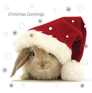 Bunny Rabbit LUXURY Christmas cards (2 designs ) by Jane Burton: Amazon ...
