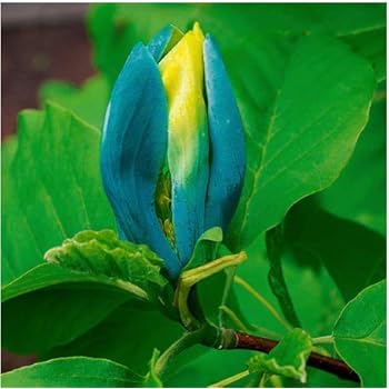 Amazon.com : Rare Deep Purple Black Magnolia Yulan Tree Flower Tulip ...