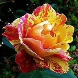 Amazon.com : tri color climbing rose 5 seeds!rare!must have! : Plant ...