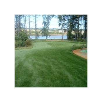 Amazon.com: Outsidepride Combat Extreme Turf Type Fescue Grass Seed for ...