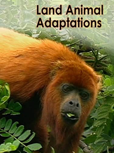Land Animal Adaptations in Oman | Whizz Movies