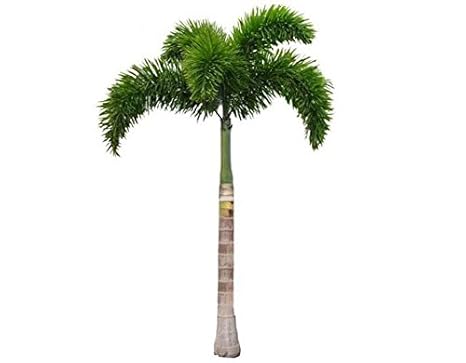 Foxtail Palm Wodyetia bifurcata Tree 1 Healthy Small 40 cm Live Plant ...
