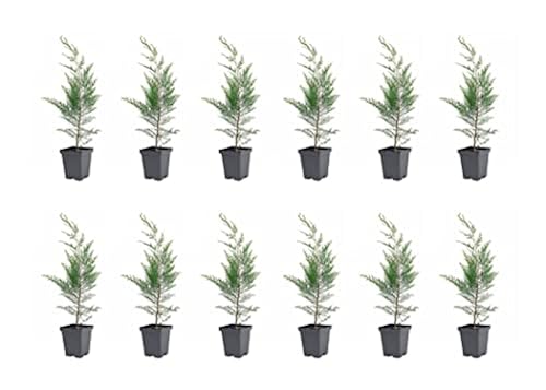 Murray Cypress Tree - 12 Live Quart Size Trees - Cupressus x Leylandii ...
