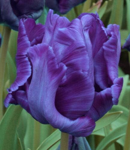 10 x Blue Parrot Tulip Bulbs Tulipa Bulbs Size 11/12 Blue: Amazon.co.uk ...