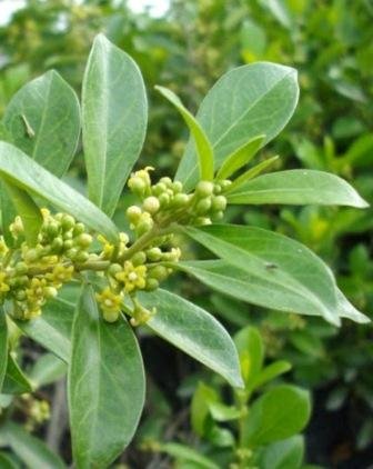 Plantsworld Gymnema Sylvestre Gudmar Plant, Madhunashini Live Plant ...