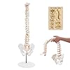 Winyousk Medical Spine Model, Life Size Flexible Anatomical Human Spine ...