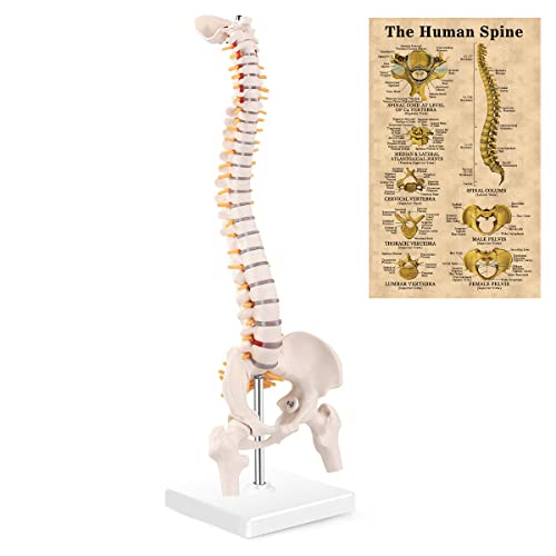 MIIRR Mini Spine Anatomy Model, Human Spine Model with Spinal Disc ...