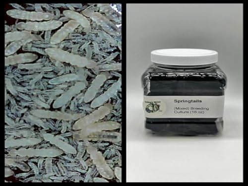 Live Springtails, (16 oz Breeding Culture), for Amphibian/Reptile ...