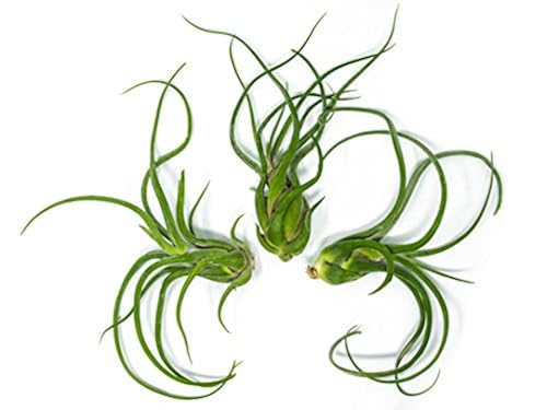 Octopus Air Plant, Caput Medusae Giant Air Plant (3PK), Tillandsia Air ...