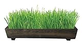 New York City Water Tower Wheatgrass Planters - The Green Head