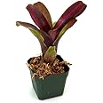 Amazon.com : Neoregelia 'Zoe' Bromeliad : Plants : Patio, Lawn & Garden